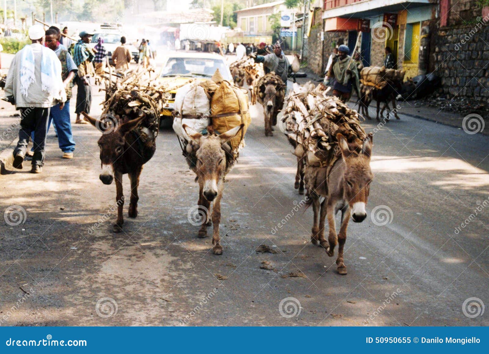 Donkeys in gondar editorial image. Image of animals, east - 50950655
