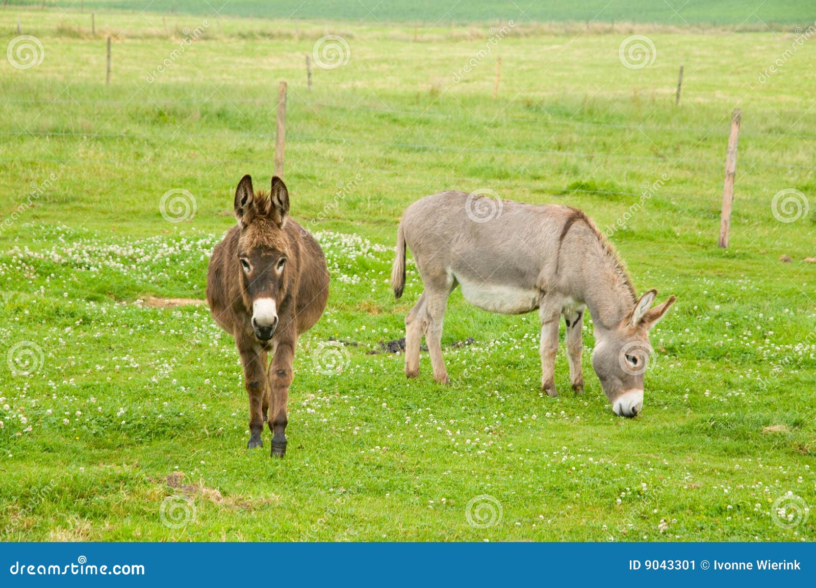 Donkeys in the grass stock image. Image of donkeys, eating - 9043301