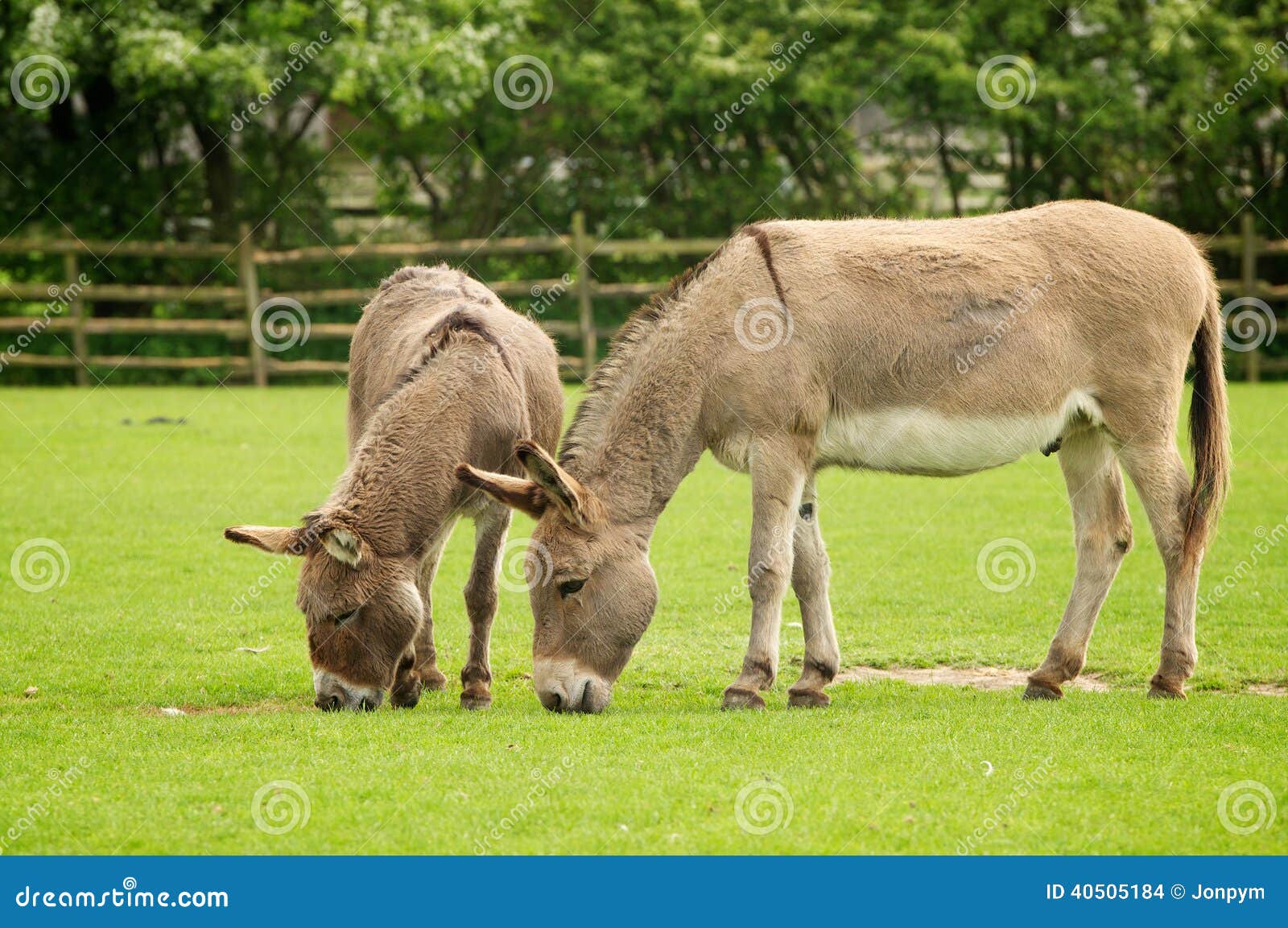 Donkeys stock photo. Image of green, brown, donkey, early - 40505184