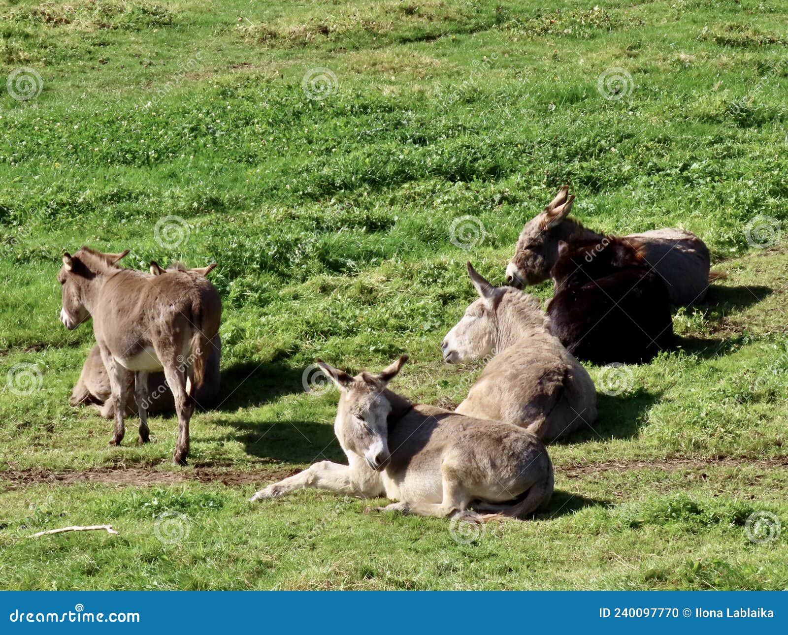 Donkeys in Pasture Sleeping Stock Photo - Image of brown, grey: 240097770