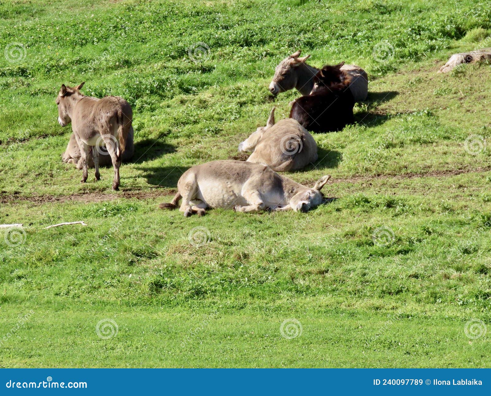 Donkeys in Pasture Sleeping Stock Image - Image of donkeys, summer ...
