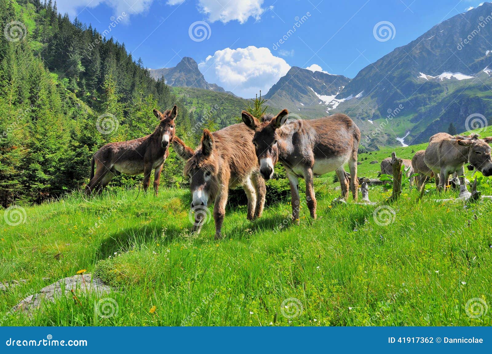 Donkeys on the High Mountains Stock Photo - Image of farming, france ...
