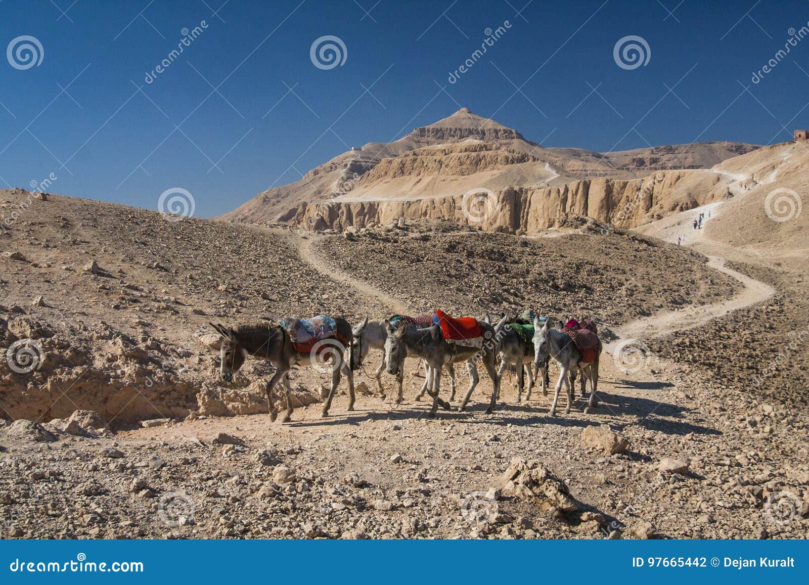 Donkeys on the hills stock photo. Image of traditional - 97665442