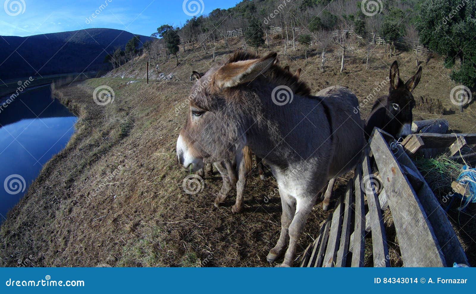 Donkeys stock photo. Image of living, outside, brown - 84343014