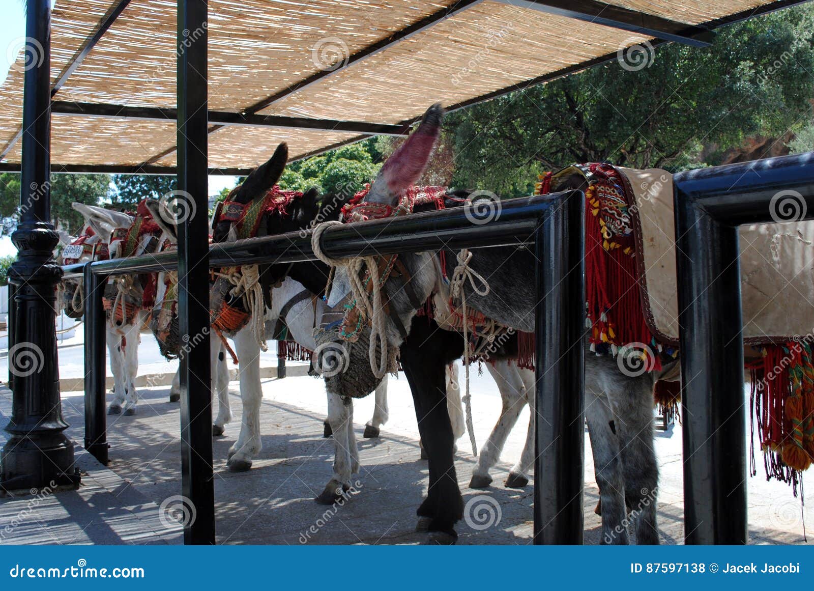 Donkeys in Mijas. Andalusia, Spain. Stock Photo - Image of city, europe ...