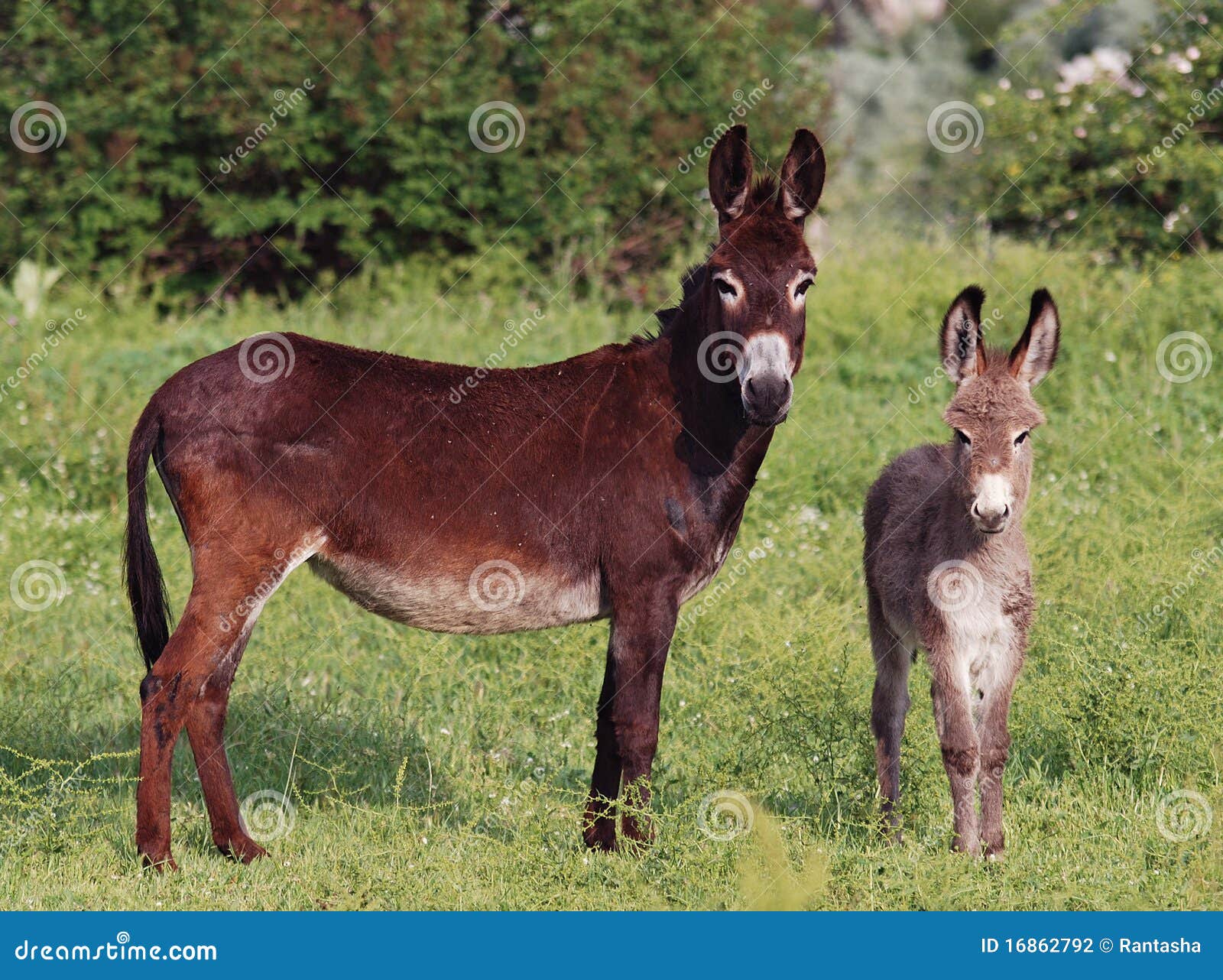 Donkeys, Mother and a Child Stock Photo - Image of family, jenny: 16862792