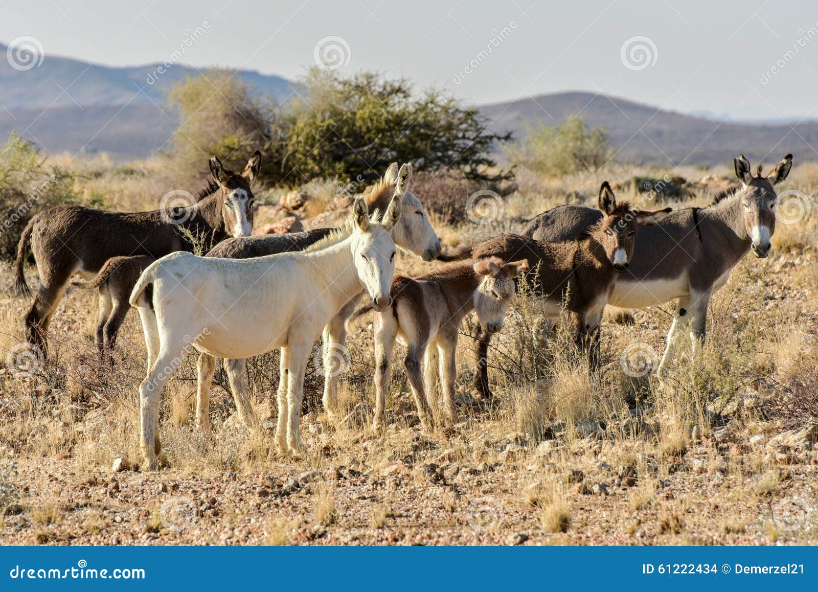 Donkeys in Namibia stock photo. Image of wild, landscape - 61222434