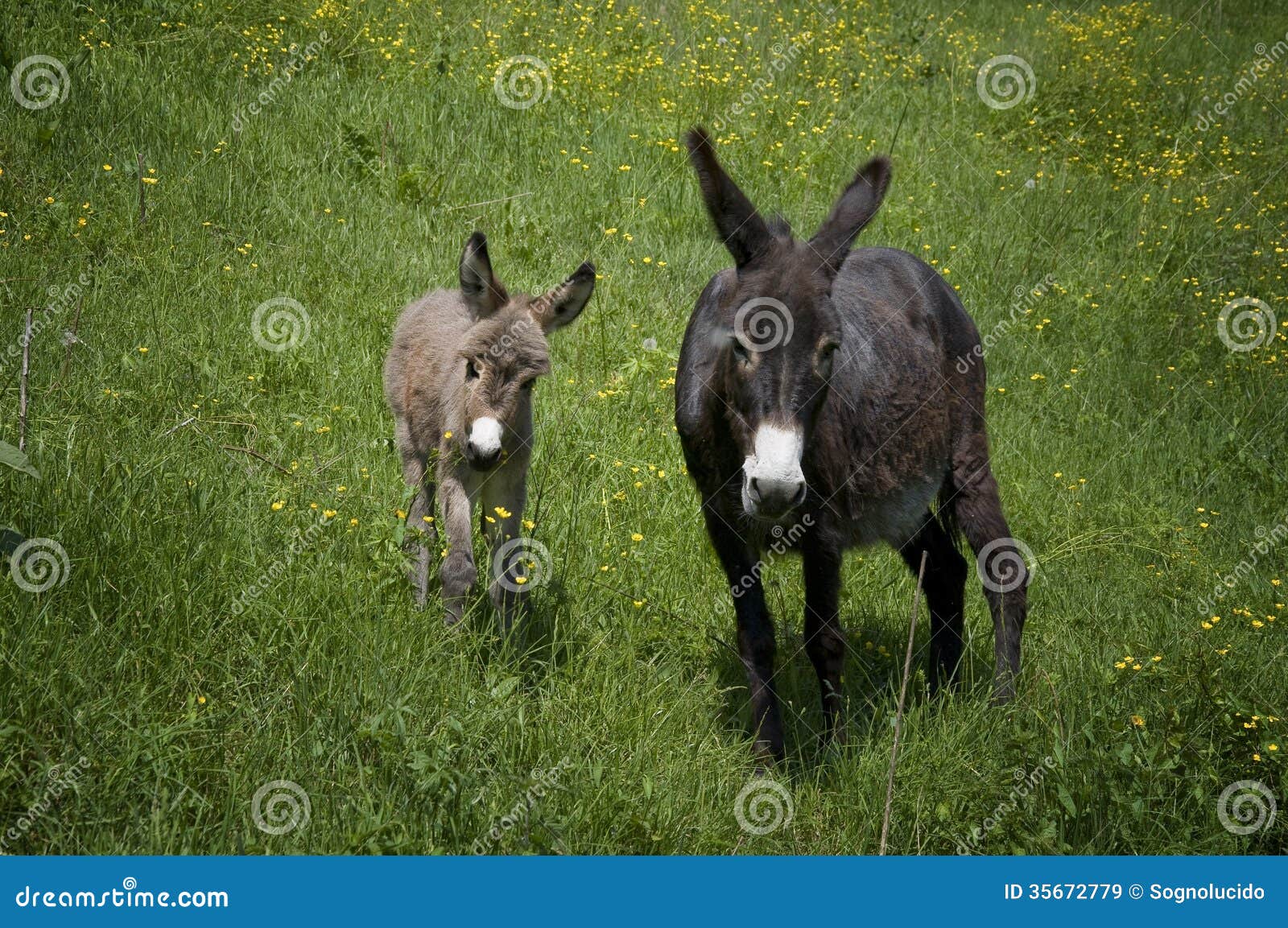 Donkeys in nature stock image. Image of mammal, outdoor - 35672779