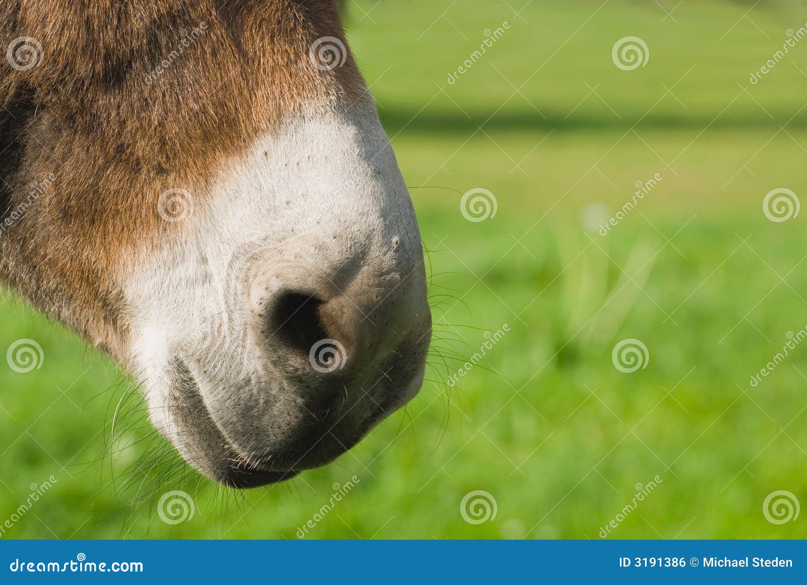 Donkeys nose stock photo. Image of horse, nostril, brown - 3191386