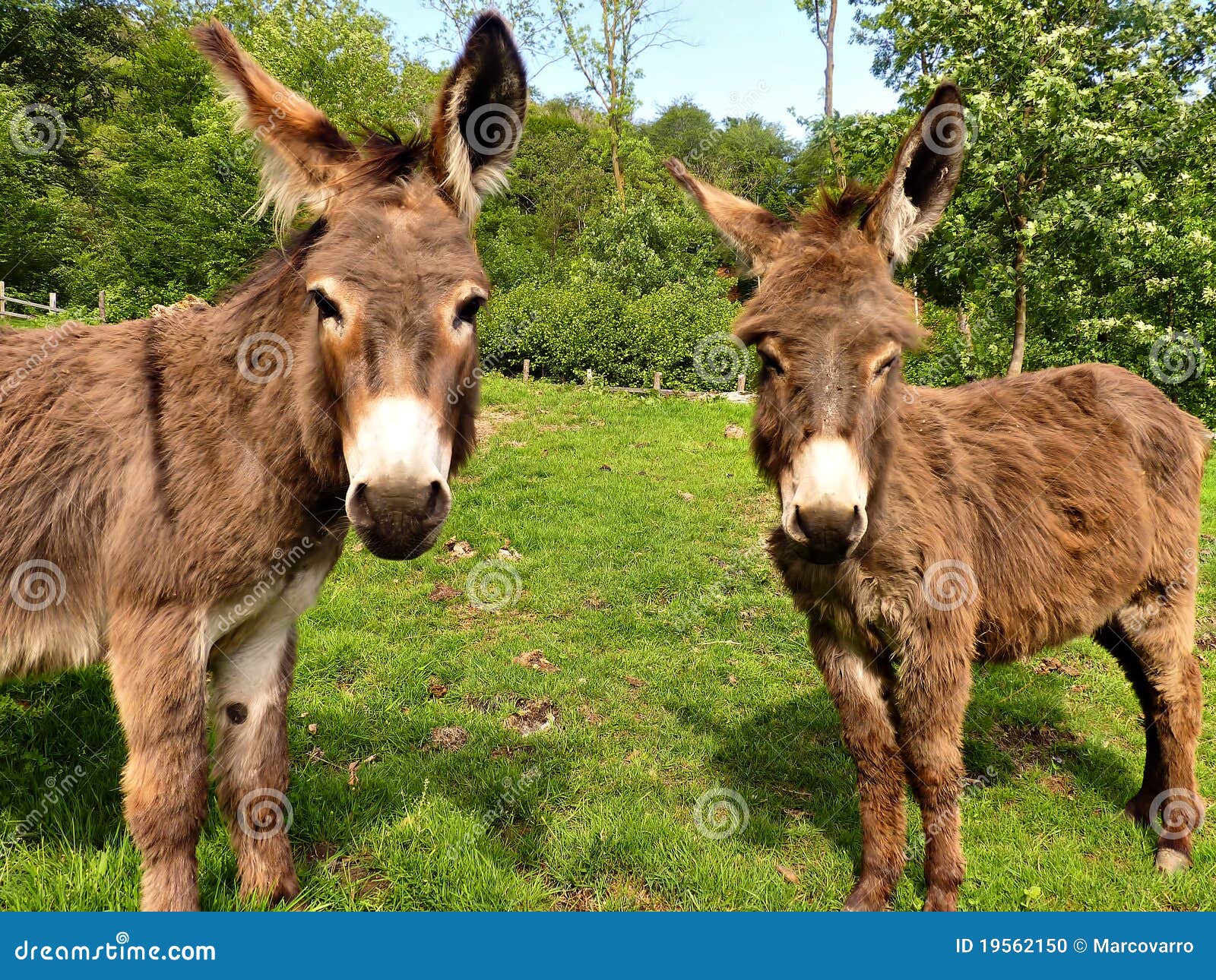 Donkeys over green field stock photo. Image of animal - 19562150