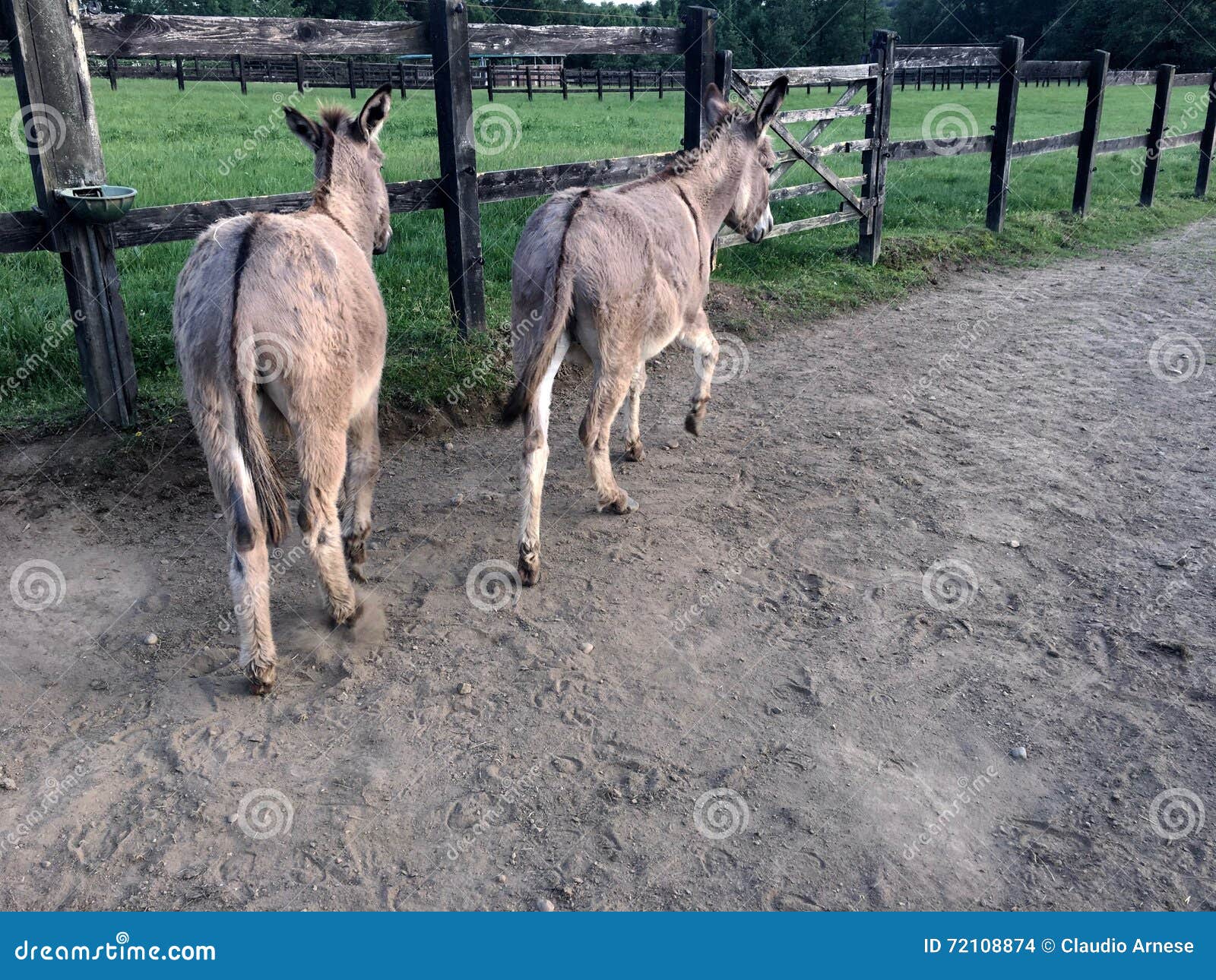 Donkeys in a Paddock stock photo. Image of farm, animal - 72108874
