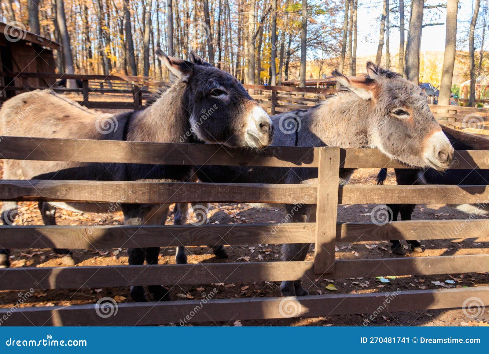 Donkeys in Paddock on Farmyard Stock Image - Image of donkey, gentle ...