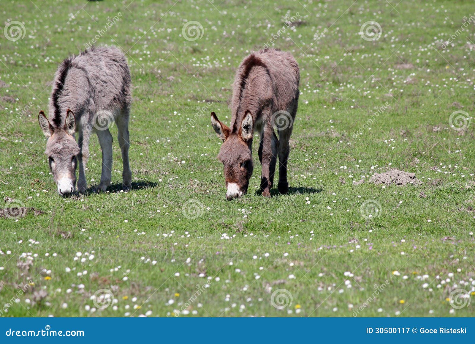 Donkeys on pasture stock image. Image of grass, countryside - 30500117