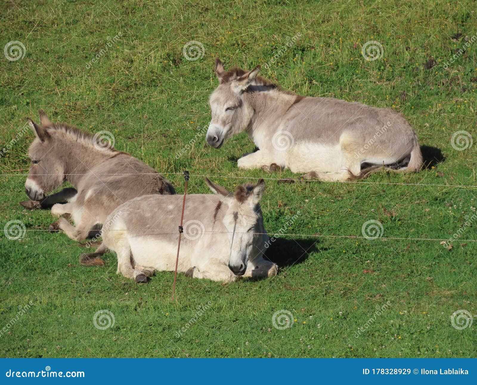 Donkeys in Pasture Sleeping Stock Image - Image of animal, grey: 178328929