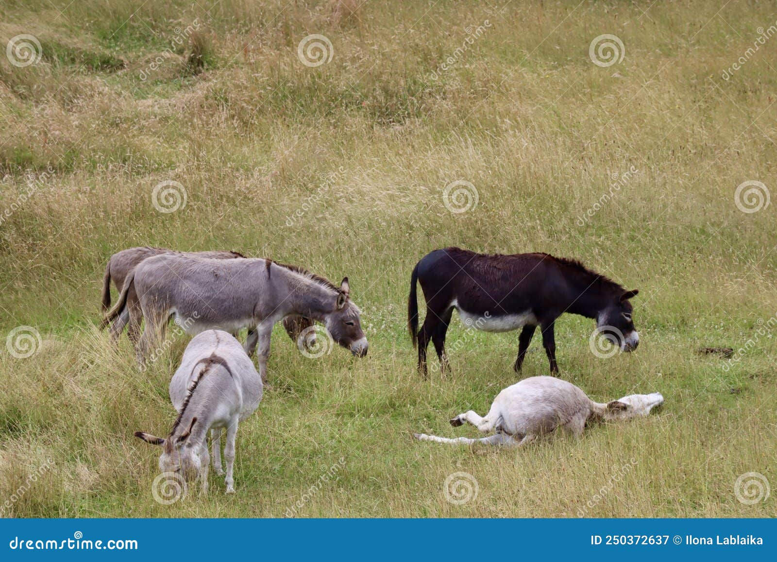 Donkeys in Pasture Sleeping Stock Image - Image of enjoying, laying ...