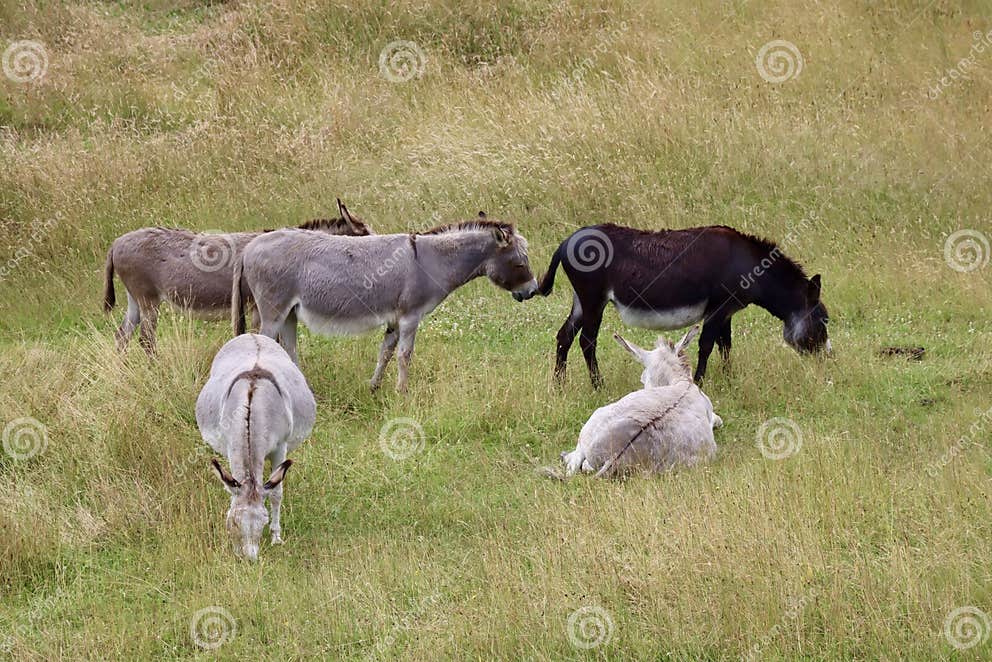 Donkeys in Pasture Sleeping Stock Photo - Image of sunny, sleeping ...