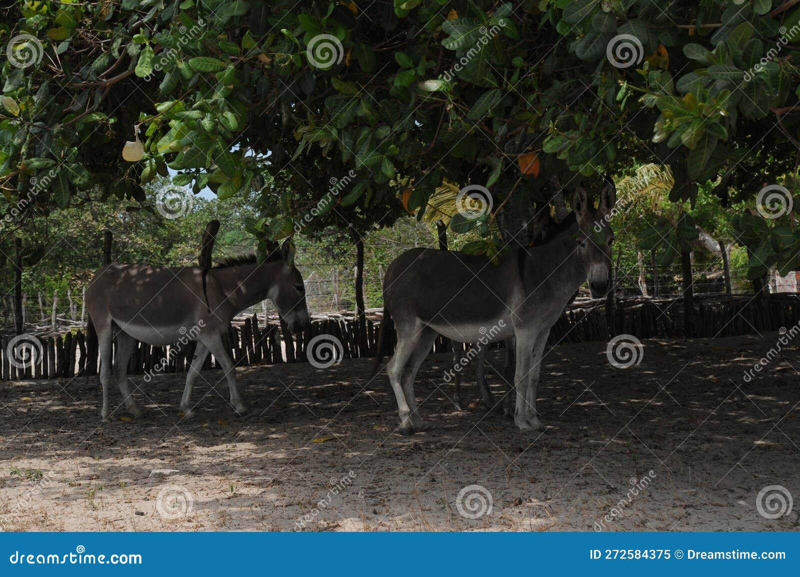 Donkeys stock image. Image of horn, savanna, cattle - 272584375