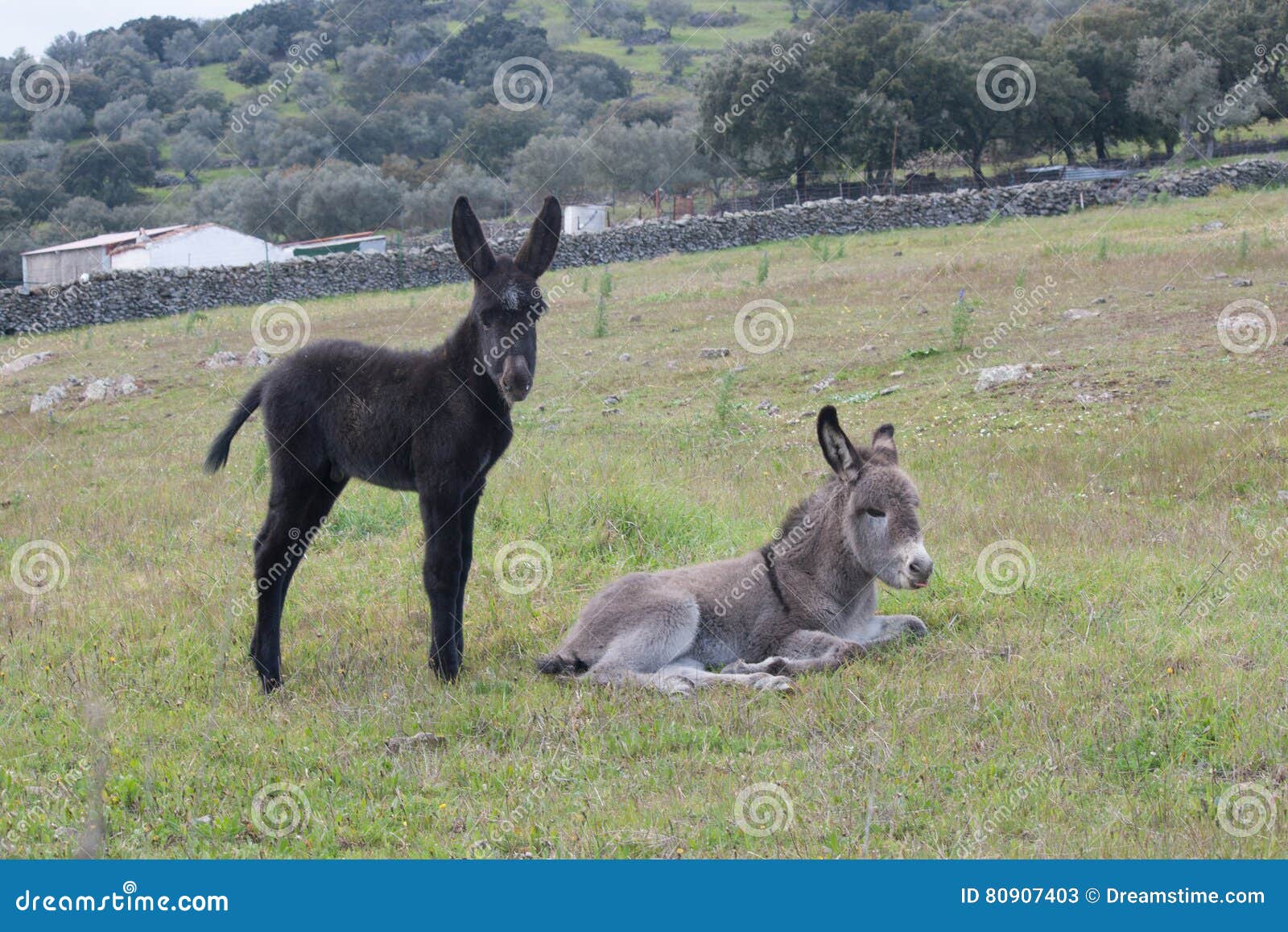 Donkeys resting on grass stock image. Image of rural - 80907403