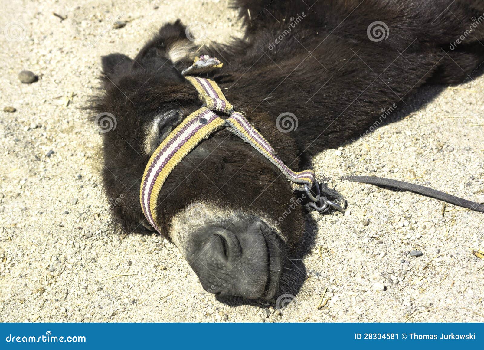 Donkeys sleep stock image. Image of security, nose, heat - 28304581