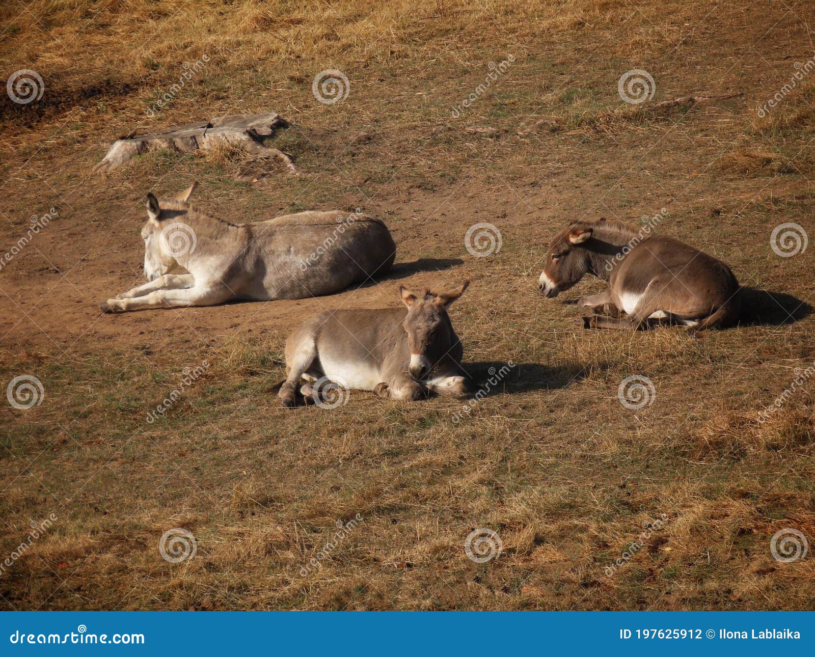 Donkeys Sleeping in Dry Pasture Stock Photo - Image of grass, animal ...