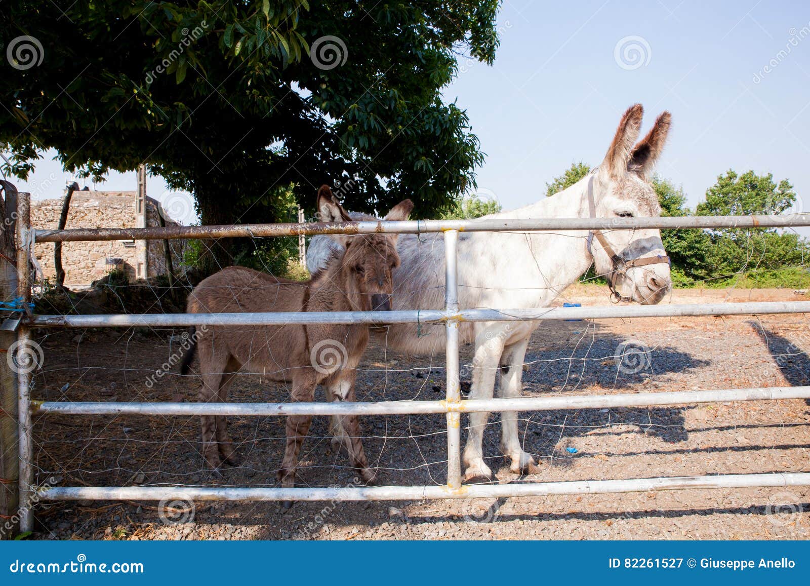 Donkeys in the stable stock image. Image of prairie, ears - 82261527