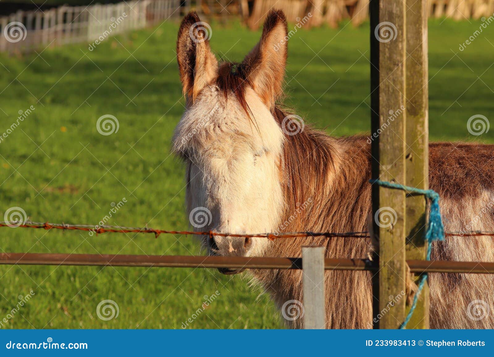 Donkeys in the Sunny Fields of Ewyas Harold on the Welsh Border Stock ...