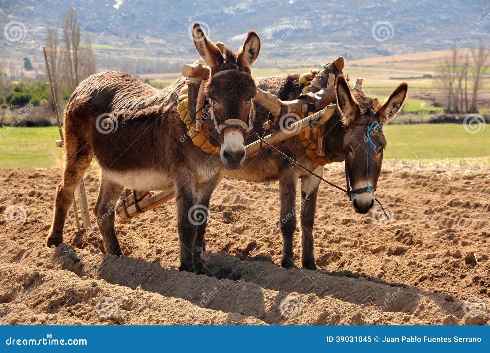Donkeys To Plow in the Field Stock Image - Image of farmer, labor: 39031045