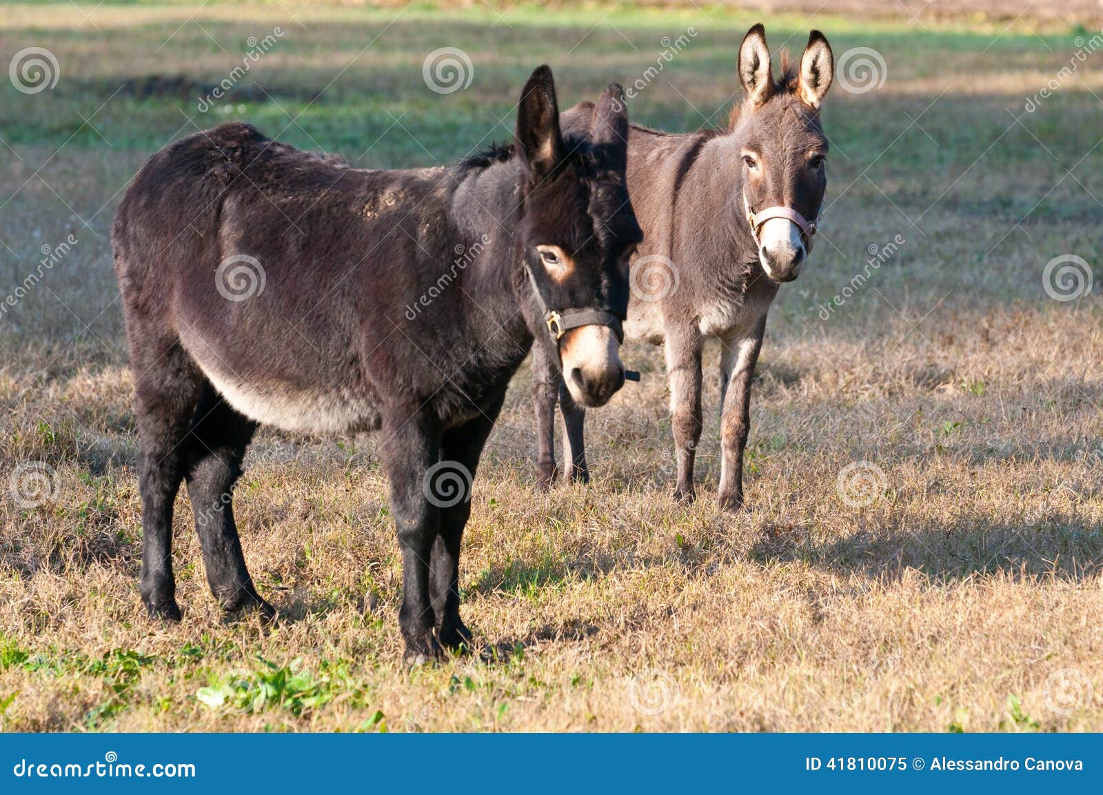 Donkeys stock image. Image of outdoor, donkeys, horizontal - 41810075