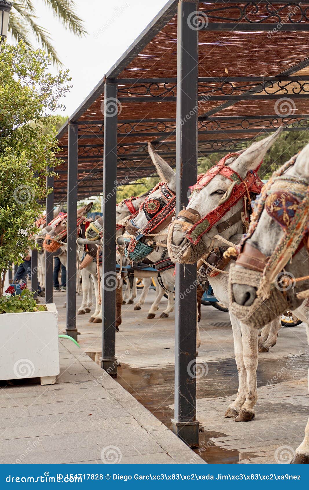 Donkeys for a walk stock photo. Image of touristic, steps - 154717828