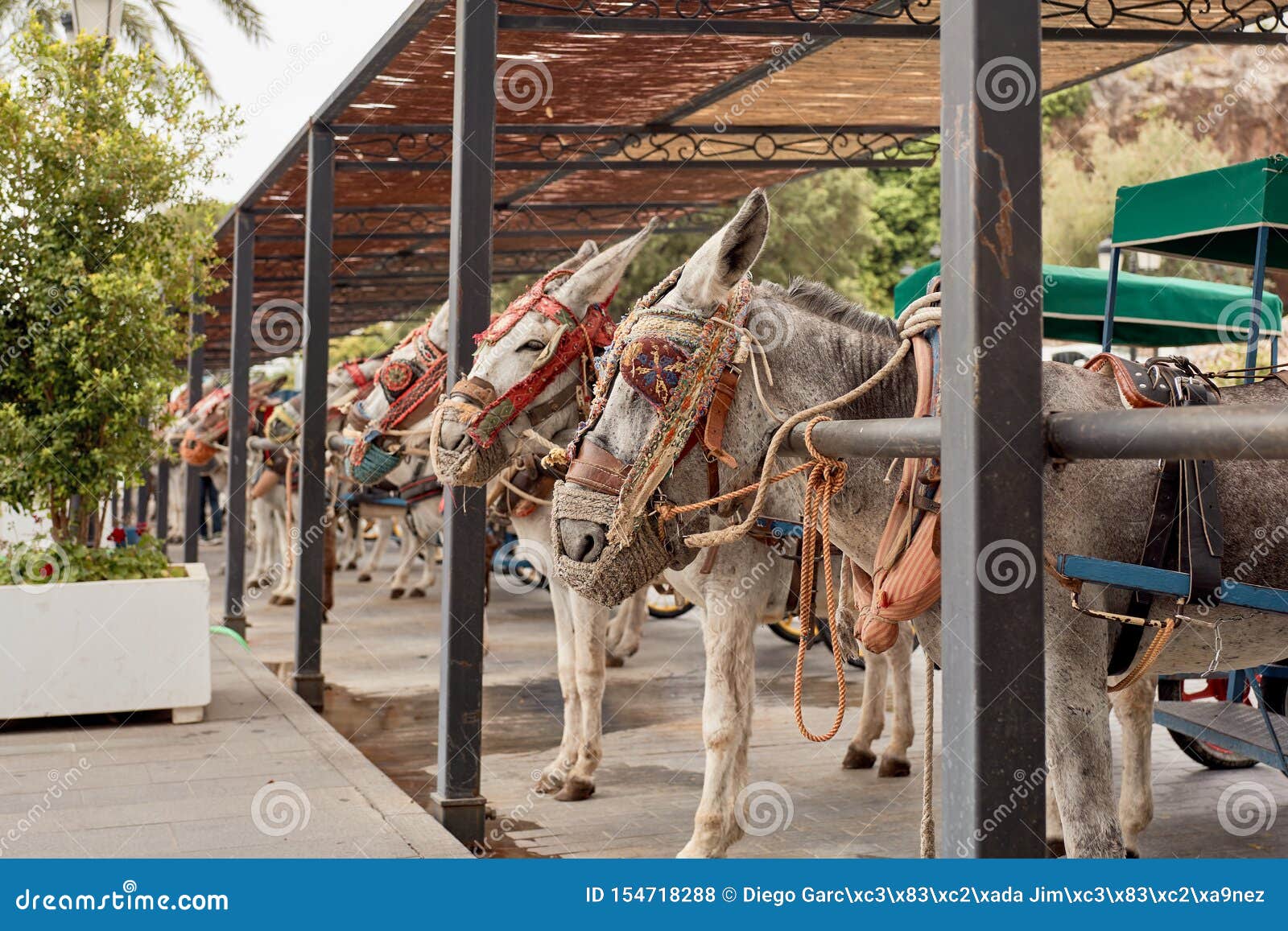 Donkeys for a walk stock photo. Image of mediterranean - 154718288