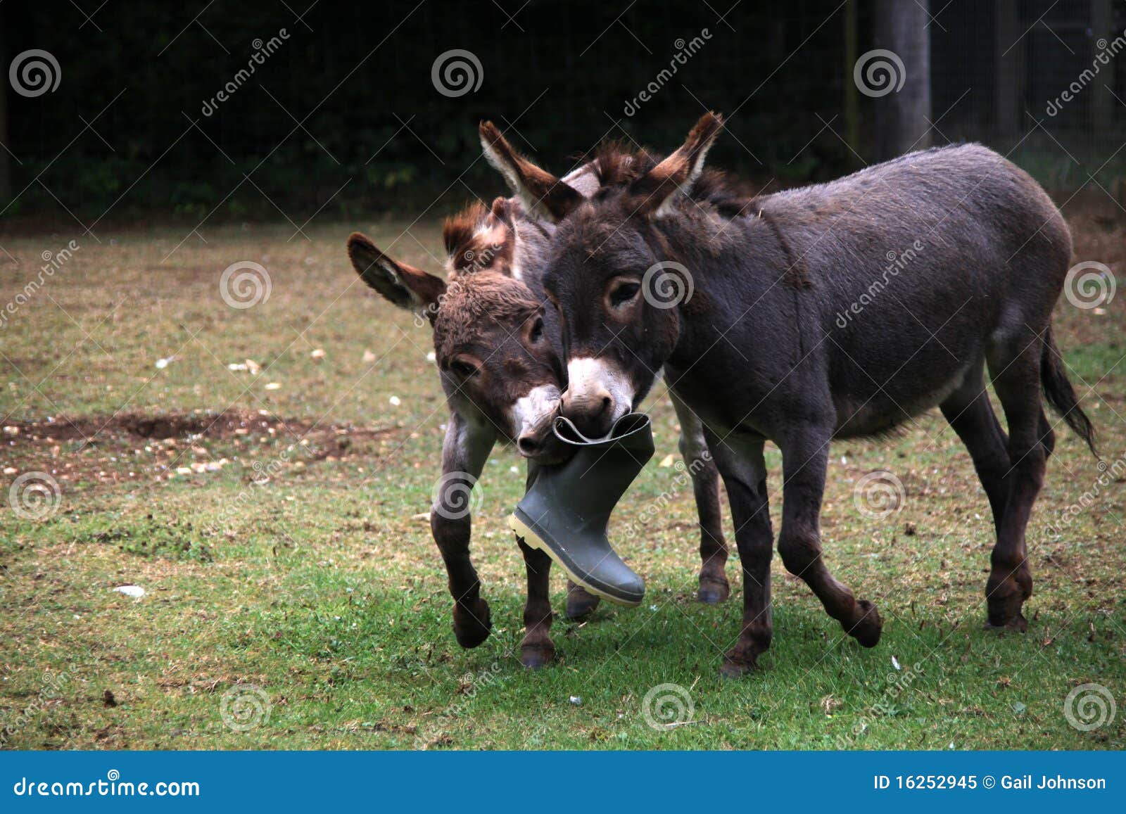 Donkies fighting stock image. Image of boot, donkies - 16252945