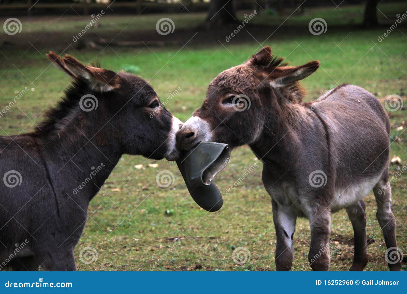 Donkies fighting stock photo. Image of donkies, mare - 16252960