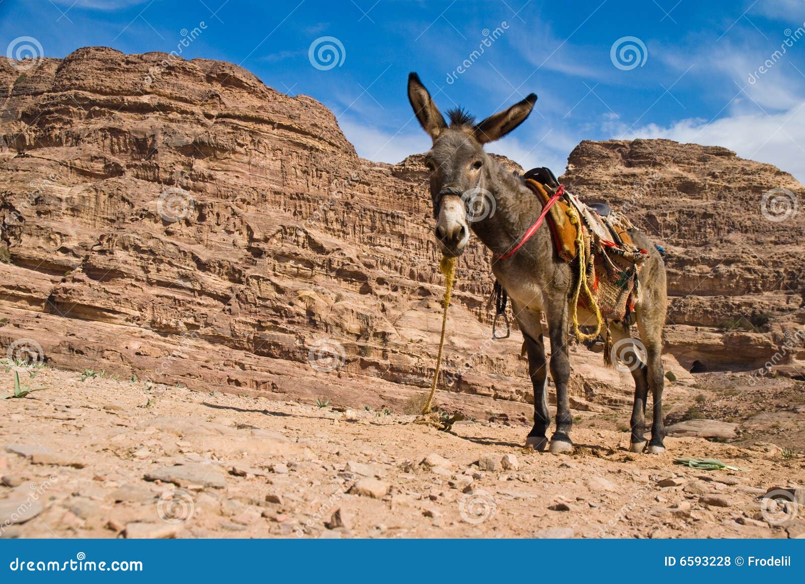 Donky in the mountain stock photo. Image of ears, mammal - 6593228
