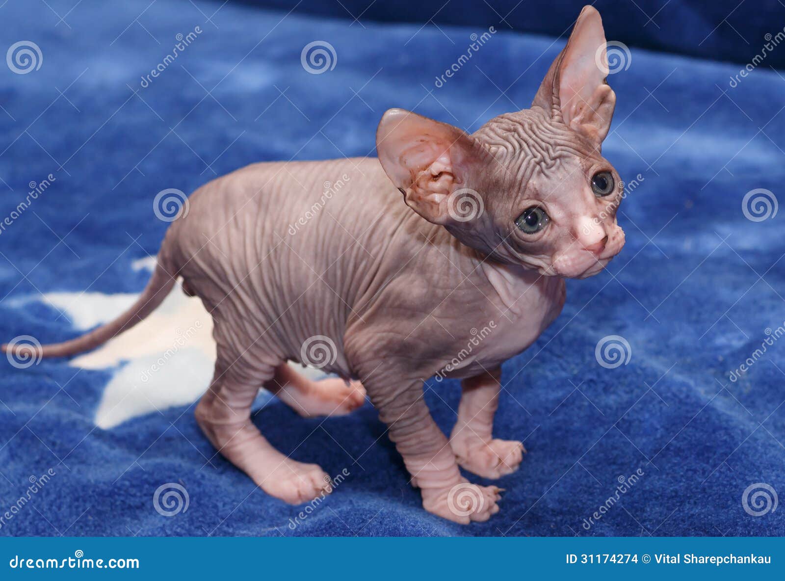 Donskoy Sphynx. foto de stock. Imagem de charme, agilidade - 31174274