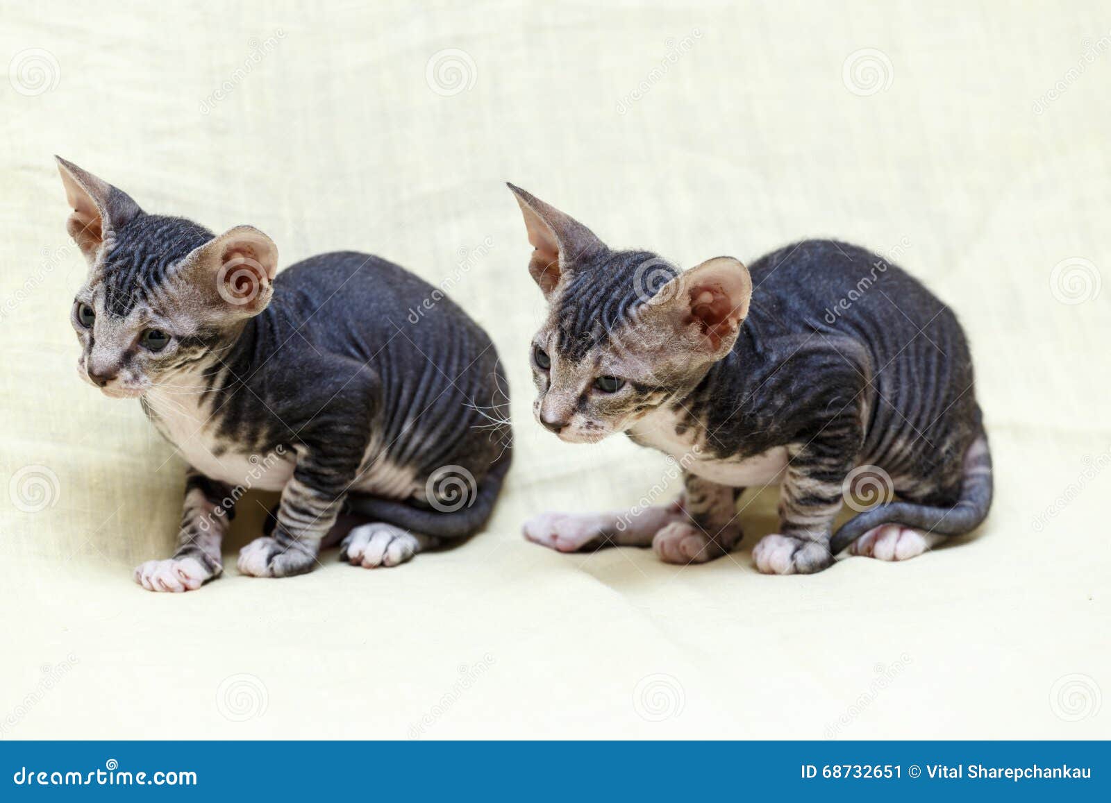 The Donskoy Sphynx cat. stock image. Image of kitties - 68732651