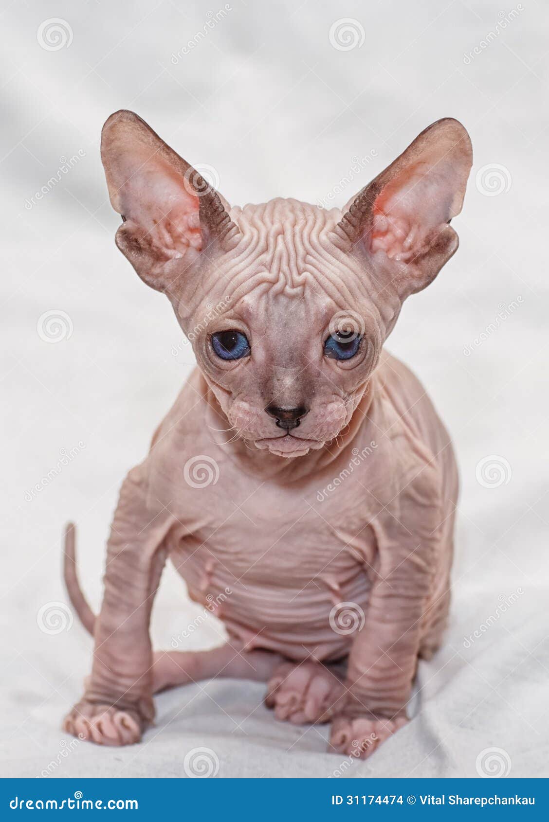 Donskoy Sphynx. Stock Images - Image: 31174474