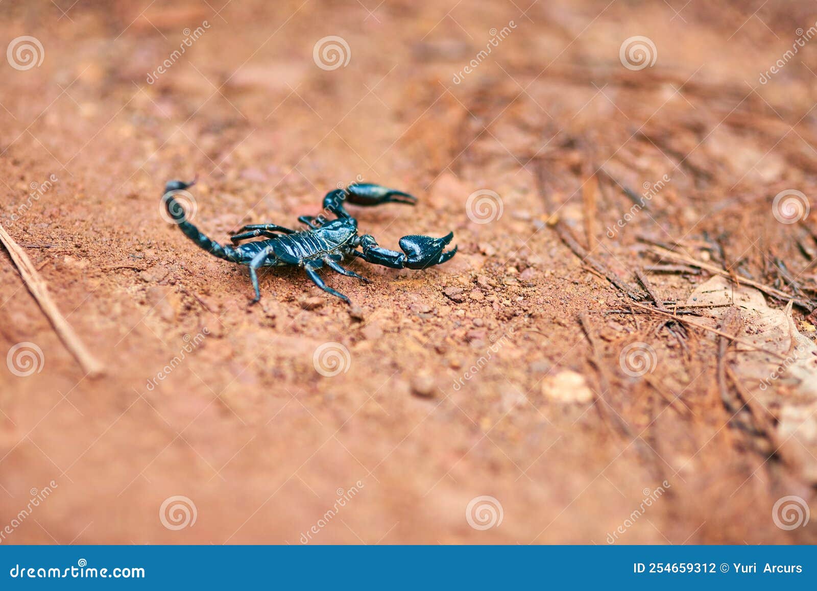 Dont Mess with Me. High Angle Shot of a Black Scorpion on the Forest ...