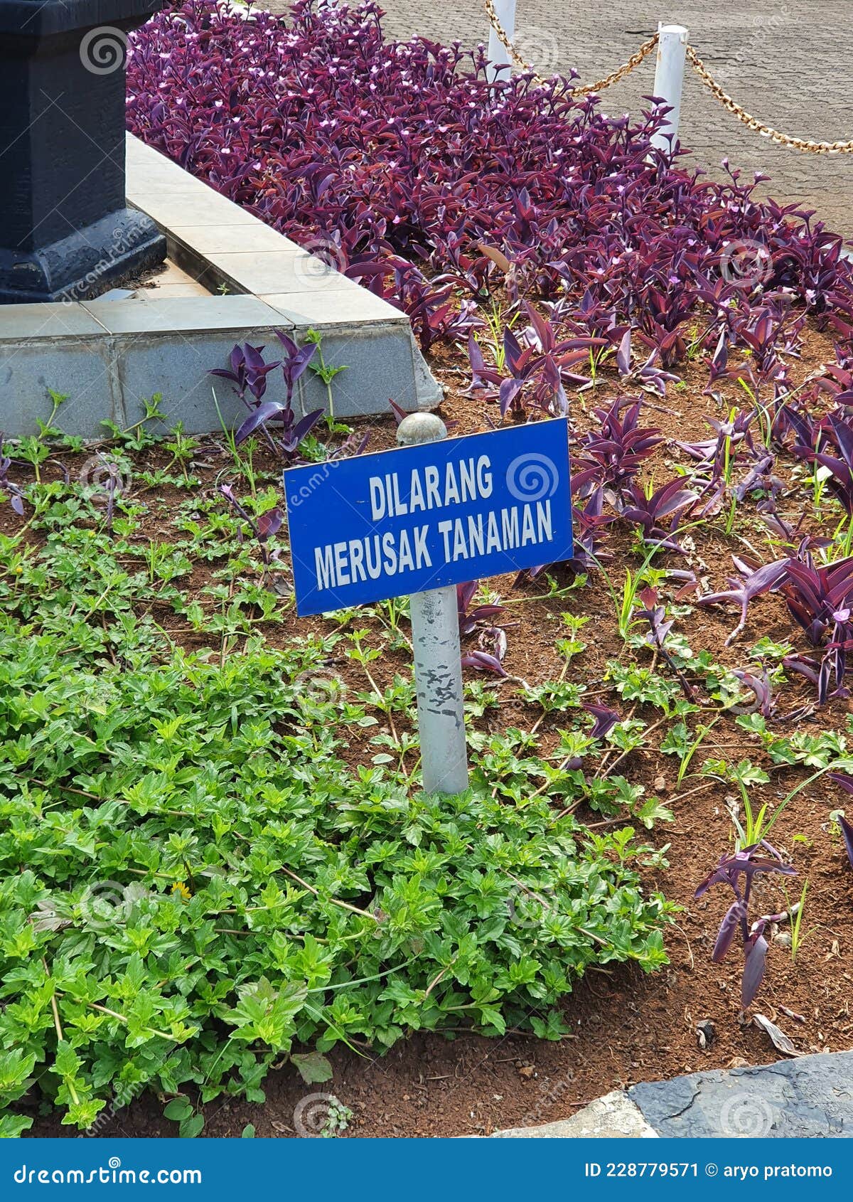 Dont step on the plant stock image. Image of step, plant - 228779571