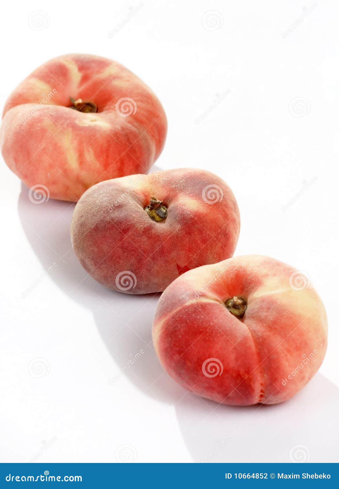 A Rare Sweet Baby Tree Sparrow, Passer Montanus, Perching On A Branch ...