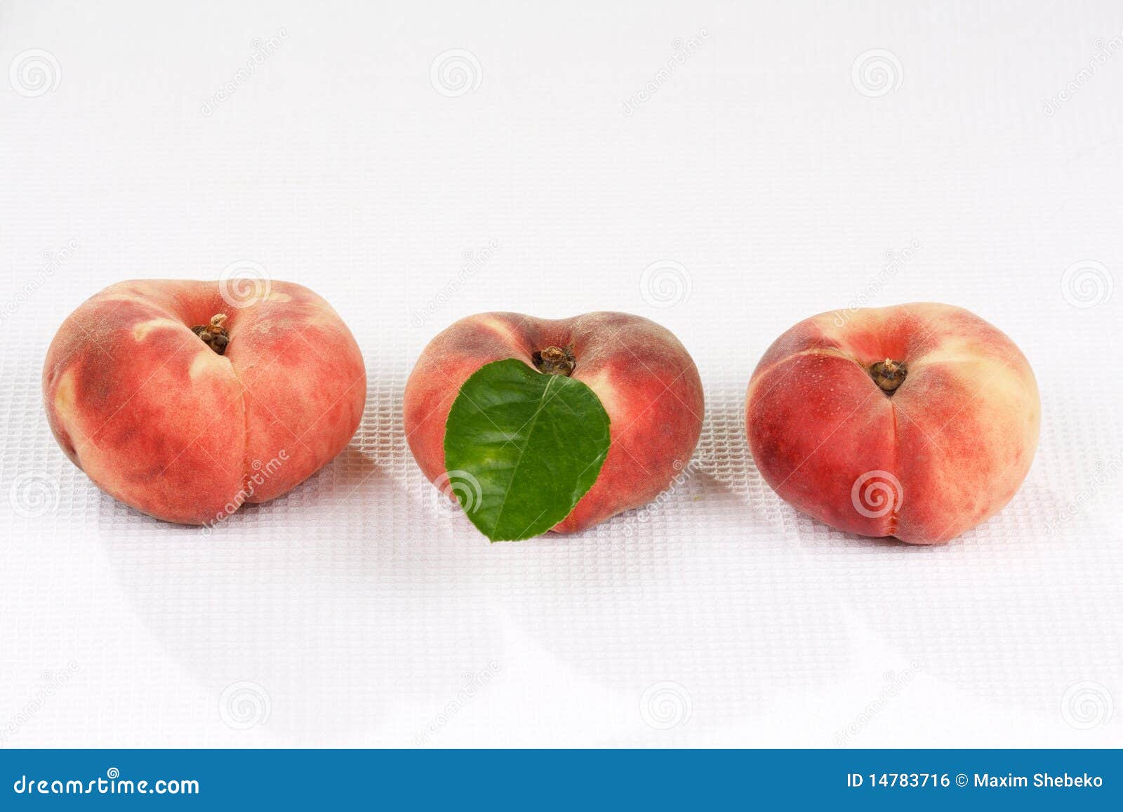 A Rare Sweet Baby Tree Sparrow, Passer Montanus, Perching On A Branch ...