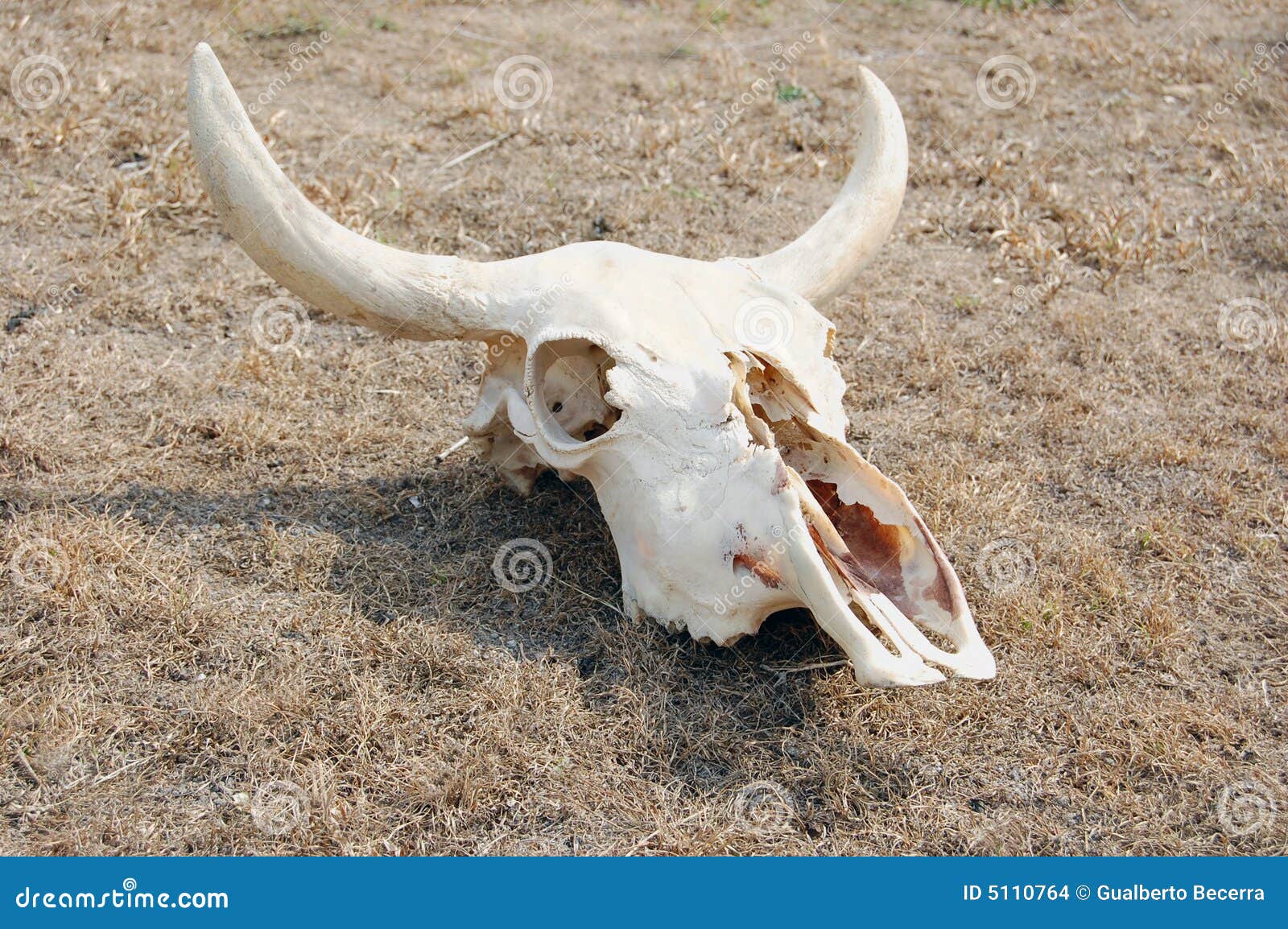 Dood stock foto. Image of dood, bederf, uitsterven, droog - 5110764