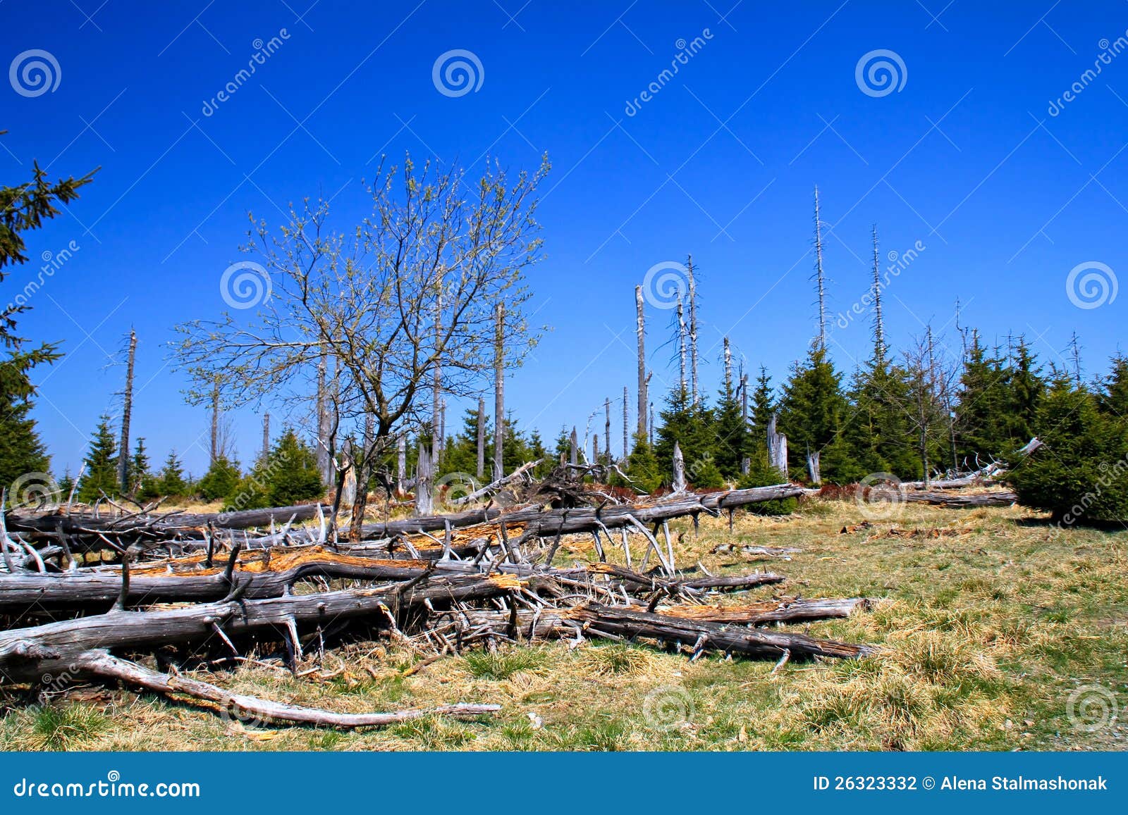 Dood bos stock foto. Image of hout, naaldboom, boom, droogte - 26323332