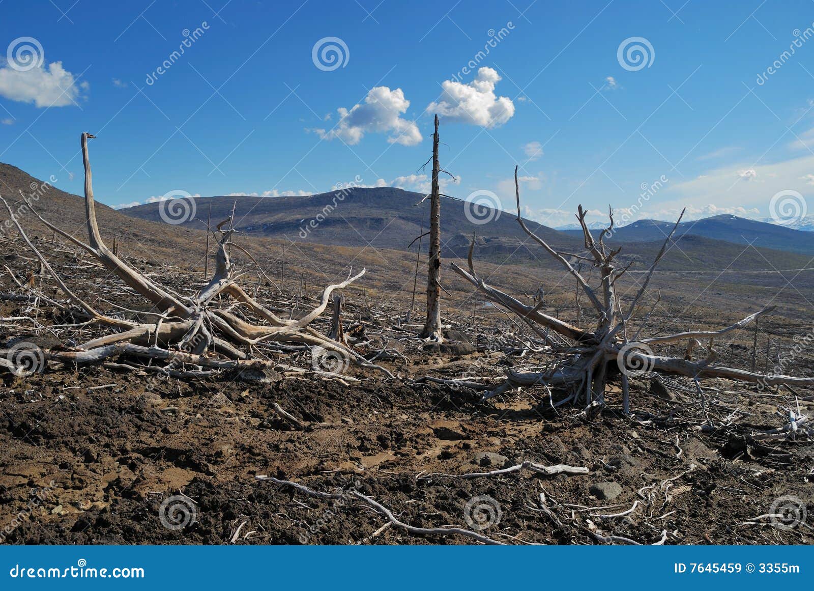 Dood bos stock afbeelding. Image of milieu, ontbossing - 7645459