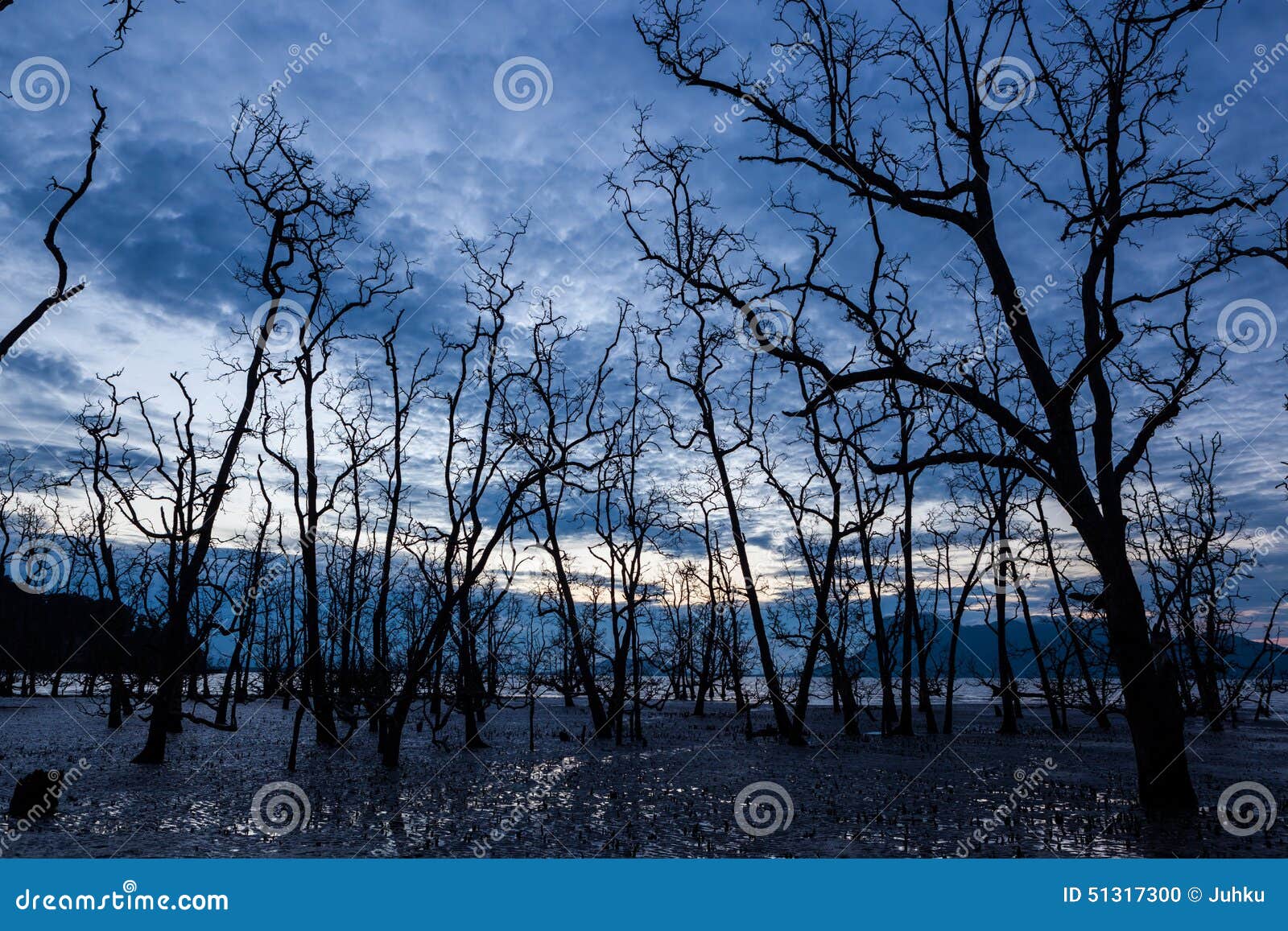 Dood Bos Bij Modderig Strand Bij Schemering Stock Foto - Image of ...