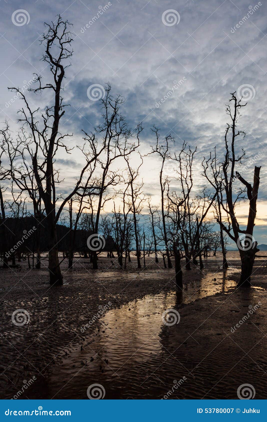 Dood Bos Bij Modderig Strand Bij Schemering Stock Afbeelding - Image of ...
