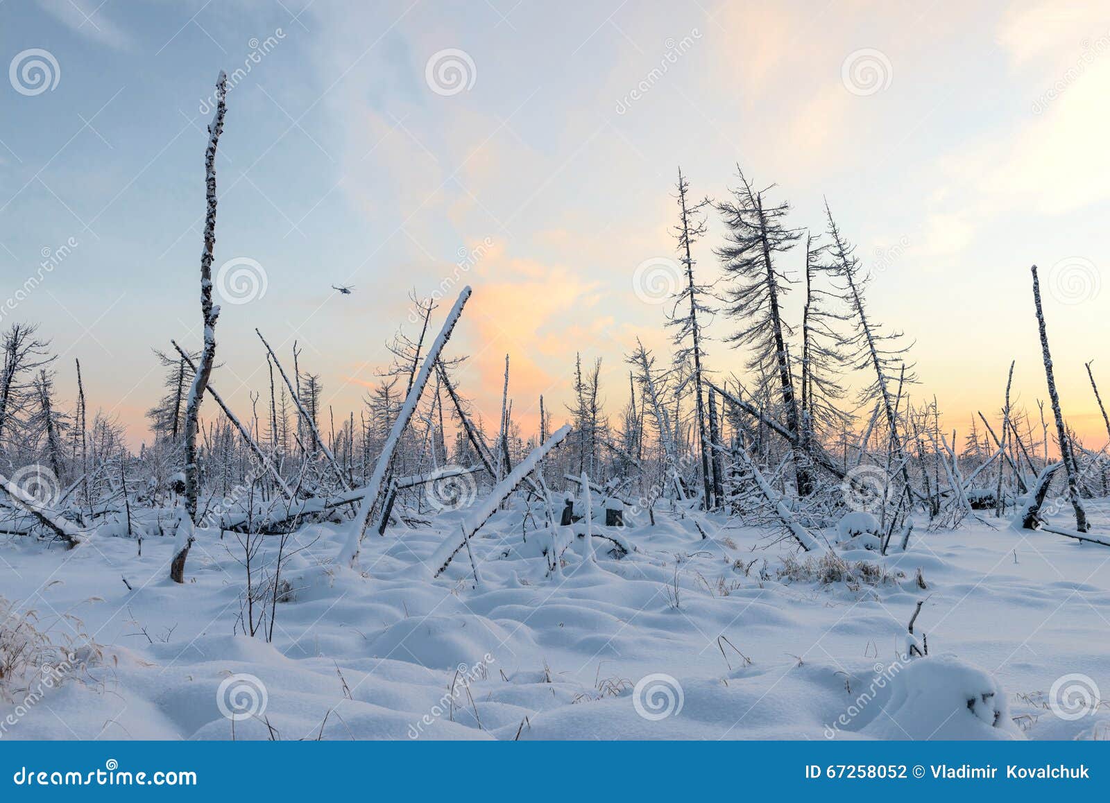 Dood Bos in De Winter in Siberische Taiga Stock Foto - Image of ...