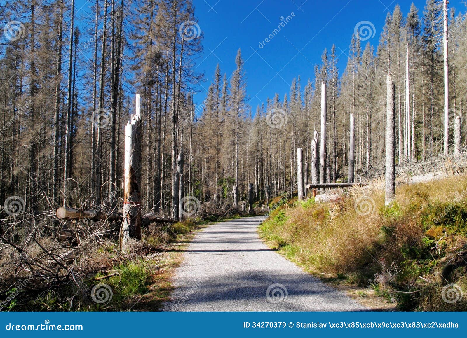 Dood Bos Dichtbij Vltava-de Lente in Sumava Stock Afbeelding - Image of ...