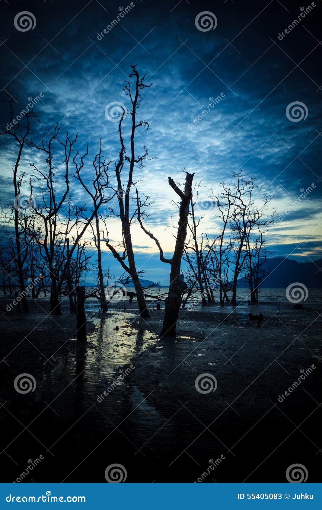 Dood Bos En Modderig Strand Bij Schemering Stock Afbeelding - Image of ...