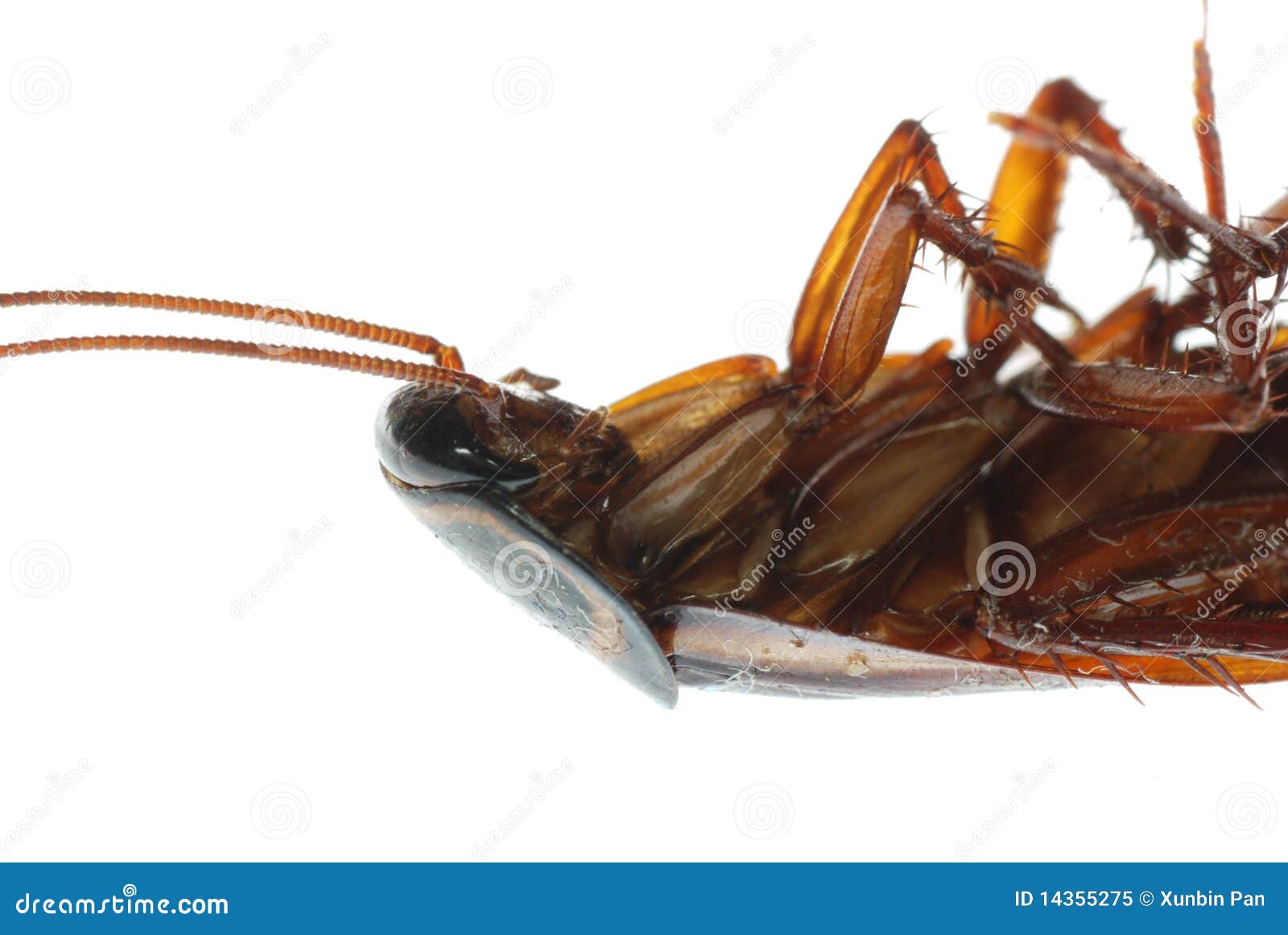 Dood De Kakkerlakkeninsect Van Het Insect Stock Afbeelding - Image of ...