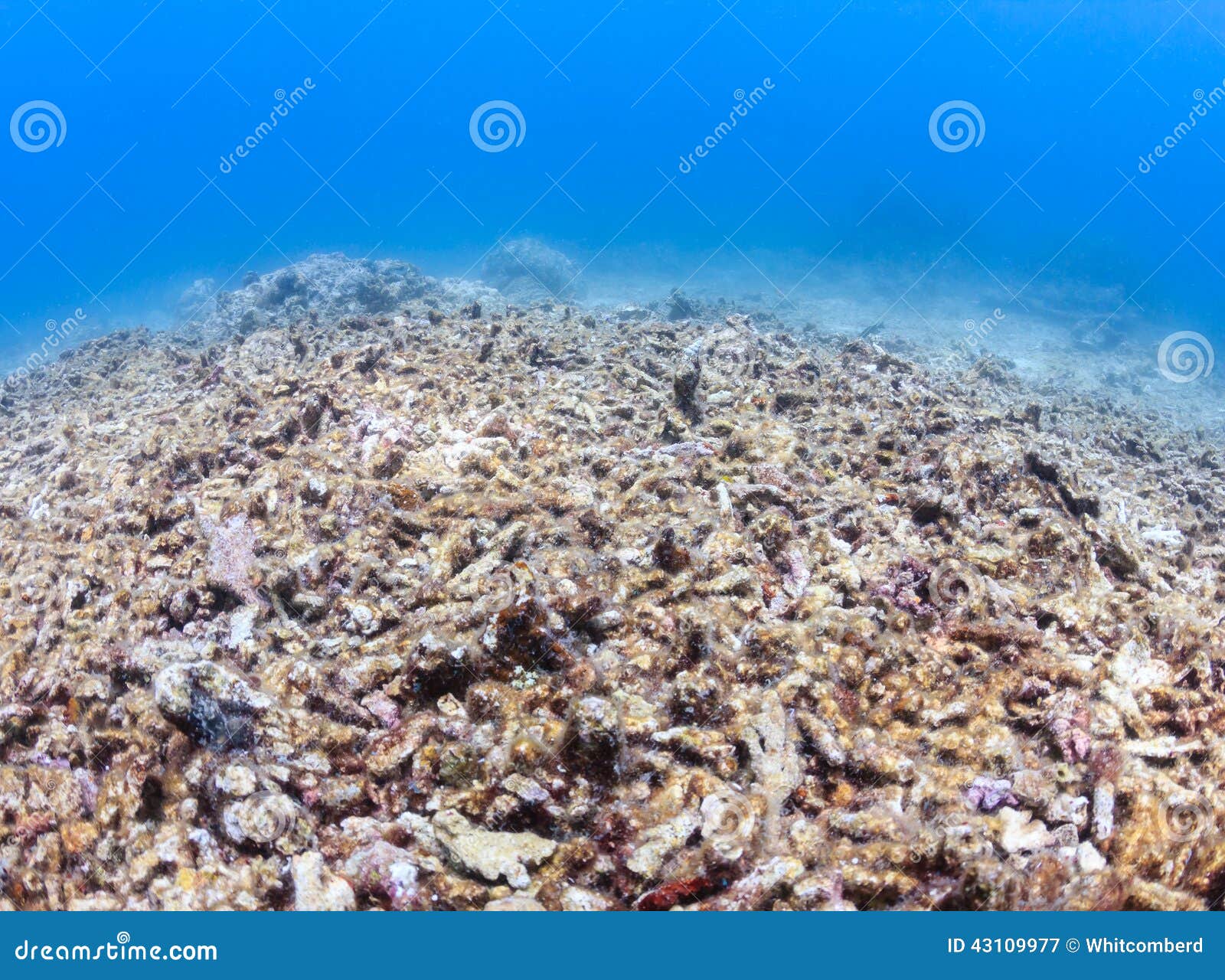 Dood, gebleekt koraalrif stock afbeelding. Image of levenloos - 43109977
